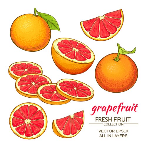 Different grapefruit varieties set Royalty Free Vector Image