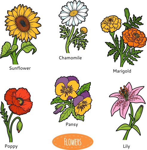 Flowers labels Royalty Free Vector Image - VectorStock