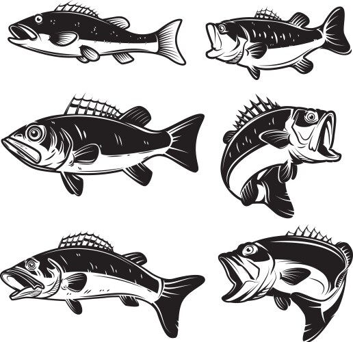 Bass Fish Outline Vector Images (over 1,700)