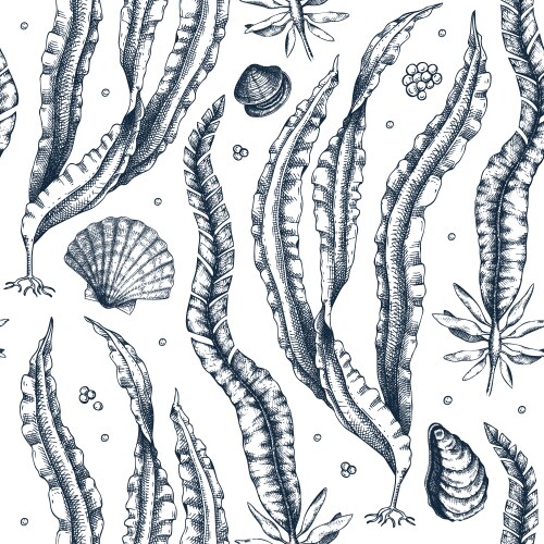 Hand-drawn kombu background laminaria botanical Vector Image