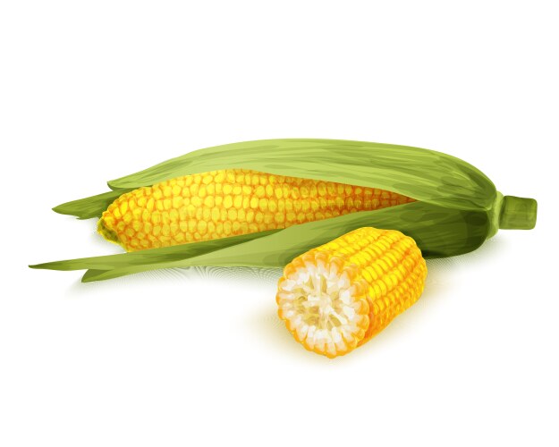Baked or boiled corn on wooden stick food Vector Image