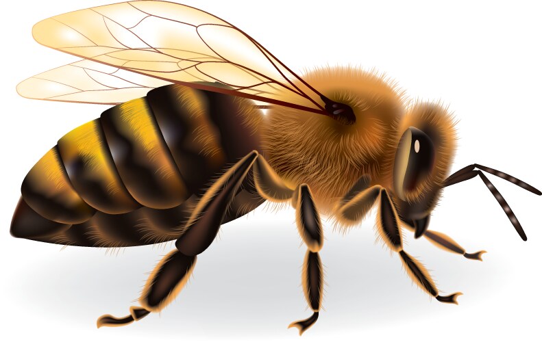 Bee Drawing Vector Images (over 22,000)