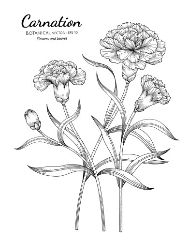 Carnation Sketch Vector Images (over 3,400)