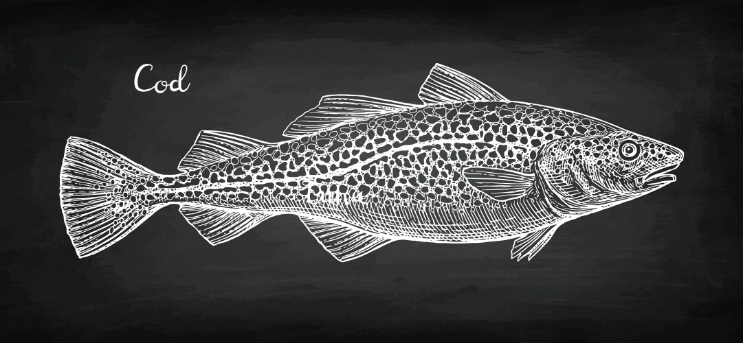 Cod Fish Vector Images (over 3,100)