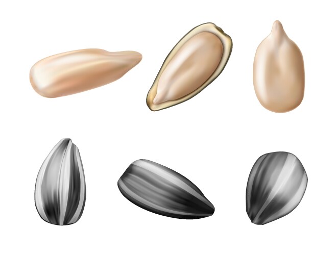 Ripe sunflower seed detailed Royalty Free Vector Image