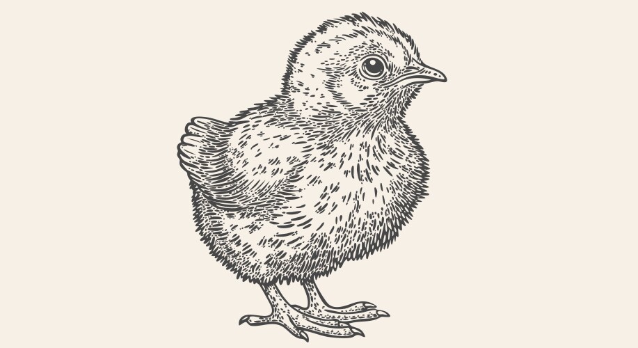 Chicken Vector Images (over 220,000)