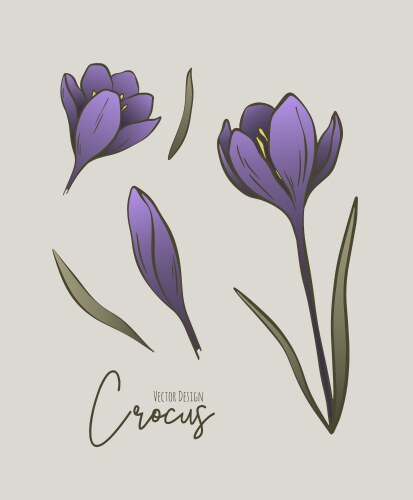 Botanical colored set of line crocus flowers Vector Image
