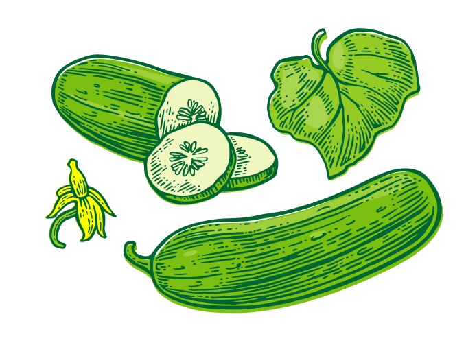 Cucumber Royalty Free Vector Image - VectorStock