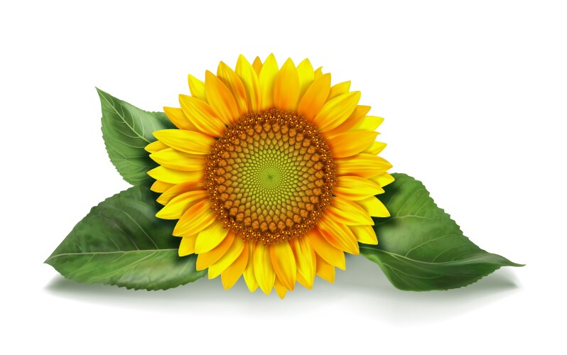 Sunflower Vector Images (over 53,000)