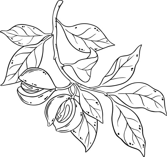 Nutmeg branch isolated outline Royalty Free Vector Image