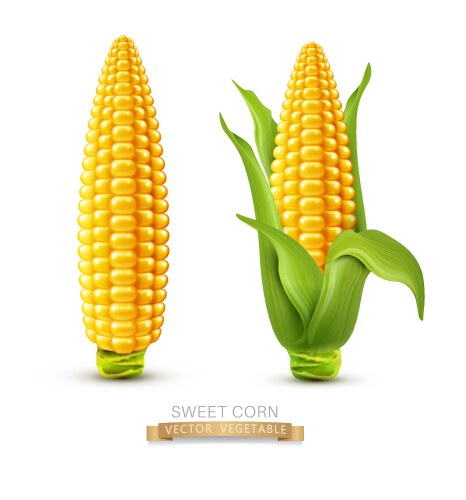 Corn Royalty Free Vector Image - VectorStock