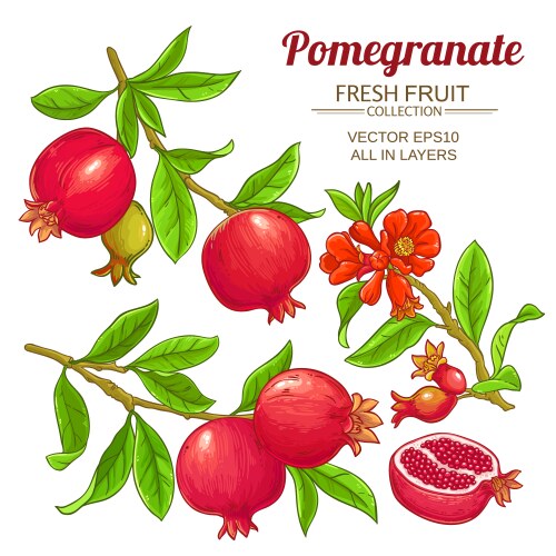 Pomegranate Vector Images (over 20,000)