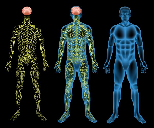 Human nervous system Royalty Free Vector Image