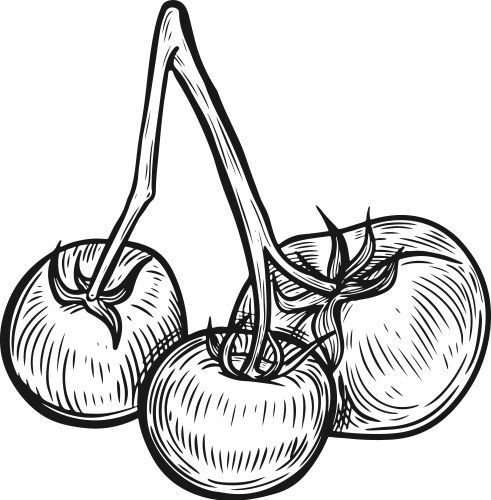 Tomatoes line drawing set isolated on white Vector Image