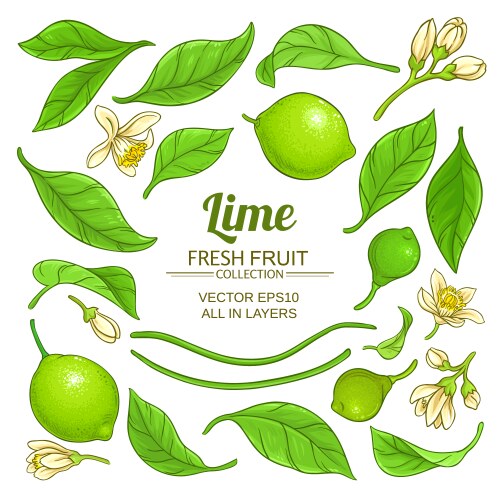 Lime Vector Images (over 230,000)