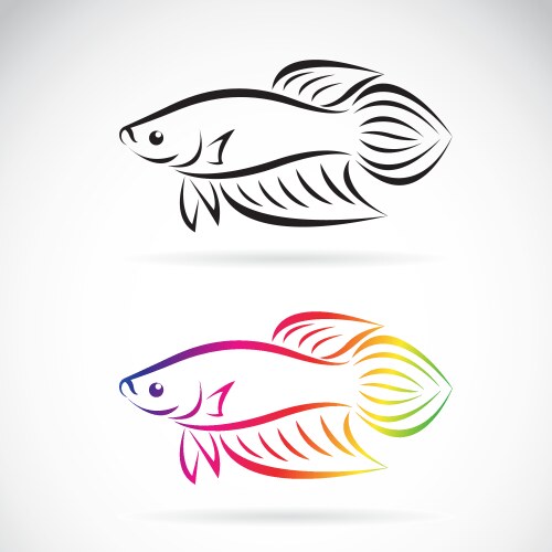 Cartoon blue betta fish siamese fighting Vector Image