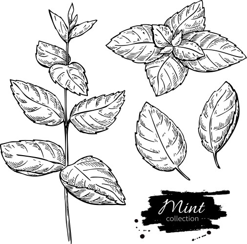 Mint drawing set isolated plant and leaves Vector Image