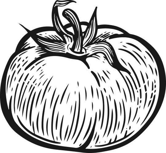 Tomato half line drawing Royalty Free Vector Image