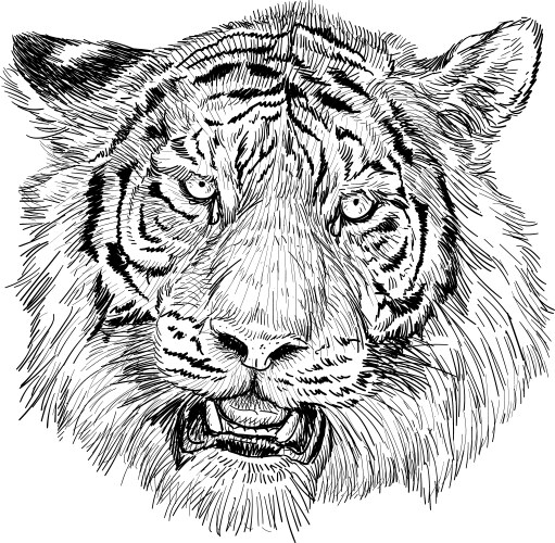 Tiger walking hand draw black line sketch on white