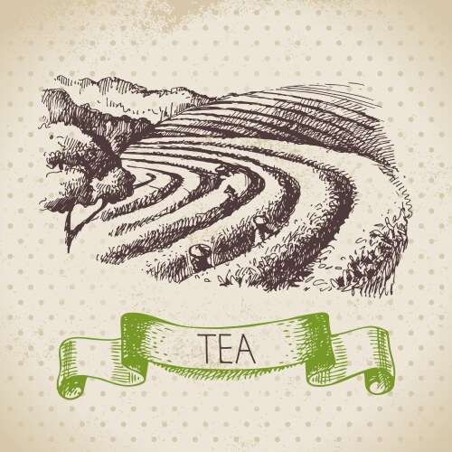 Tea vintage background Royalty Free Vector Image