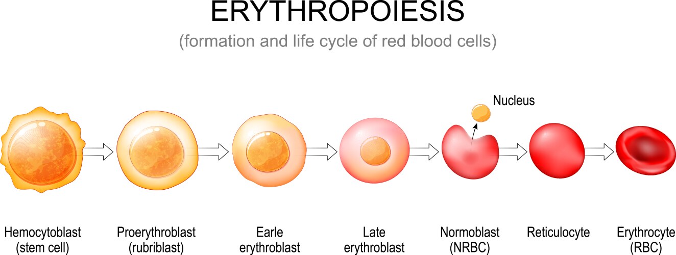 Erythropoietin erythropoiesis in the bone marrow Vector Image