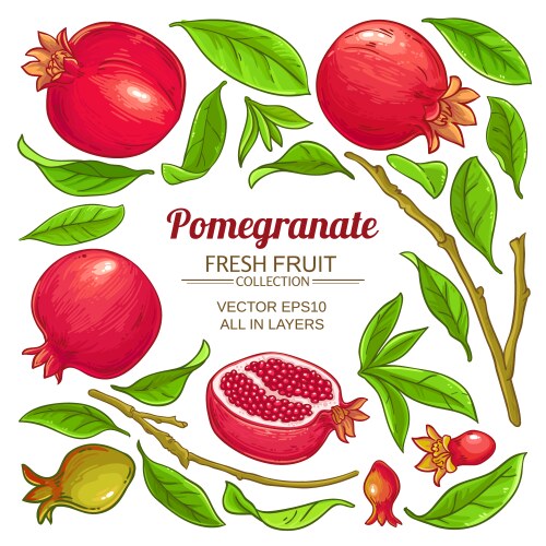 Pomegranate Vector Images (over 19,000)