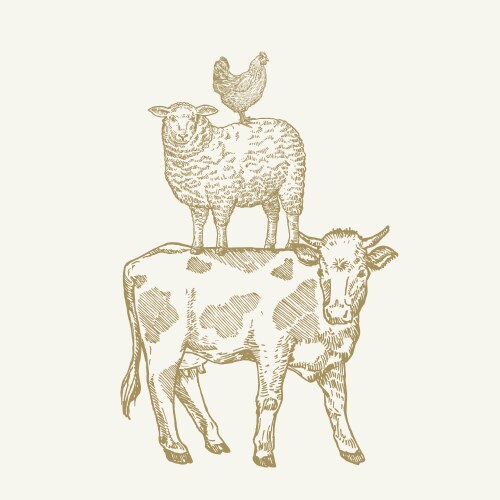 Cows hand draw Royalty Free Vector Image - VectorStock