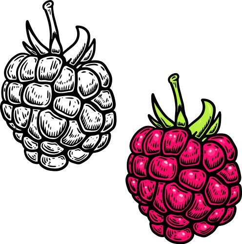 Raspberry fruit cartoon Royalty Free Vector Image