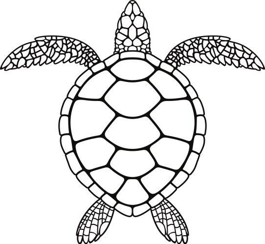 Turtle Royalty Free Vector Image - VectorStock