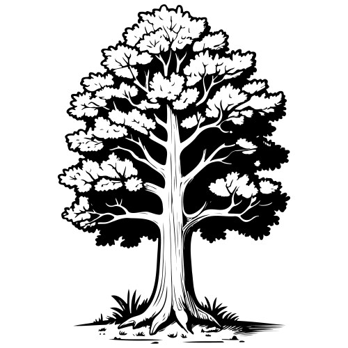 Cartoon oak tree drawing outline cartoon line Vector Image