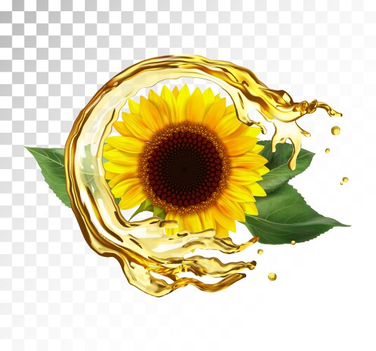 Sunflower Oil Vector Images (over 5,500)