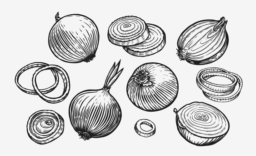 Onion Line Art Vector Images (over 3,100)