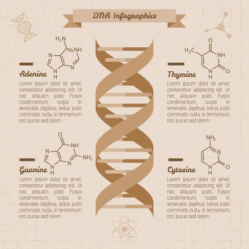 Dna for science infographics Royalty Free Vector Image