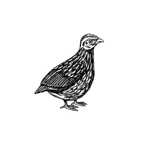 Quail Vector Images (over 2,100)
