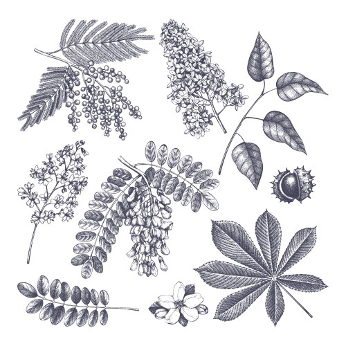 Cedar cone set sketch for your design Royalty Free Vector