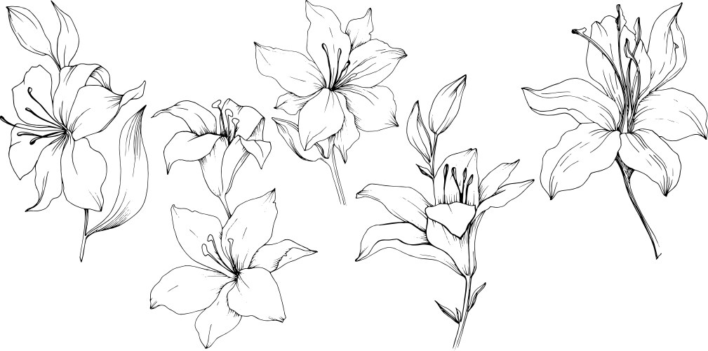 Black & White Peony Flowers – Royalty-Free Vector | VectorStock