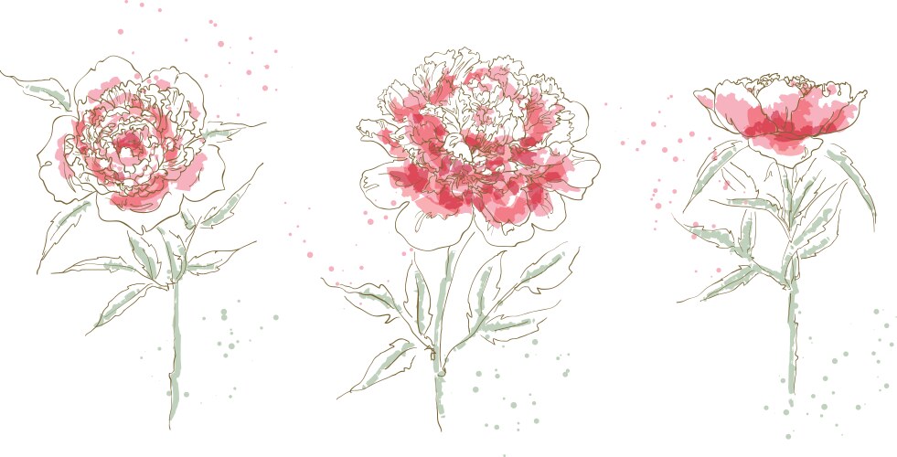 Peony Vector Images (over 31,000)