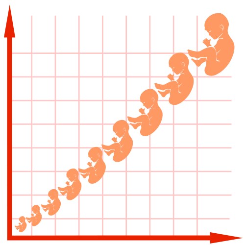 Human Growth Vector Images (over 53,000)