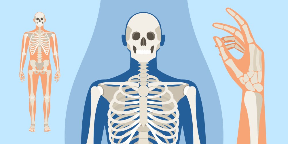 Man Body Parts Structure Vector Images (over 230)