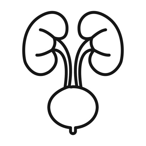 Urinary system icon linear logo isolated Vector Image