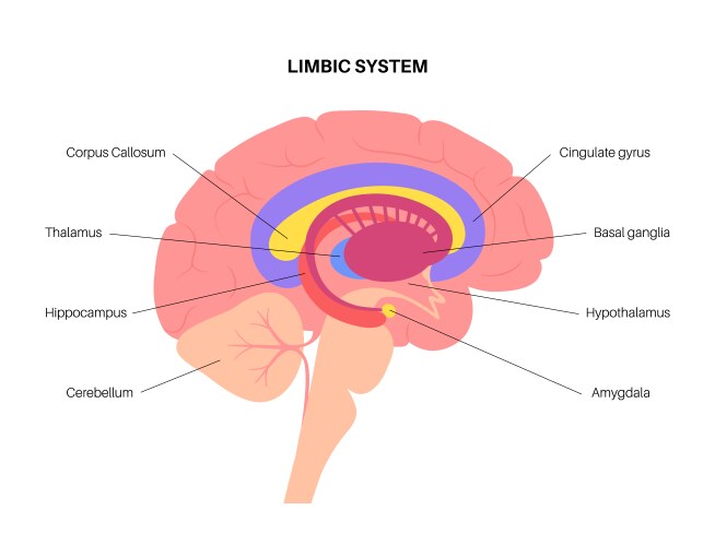 Cartoon limbic system infographics concept card Vector Image