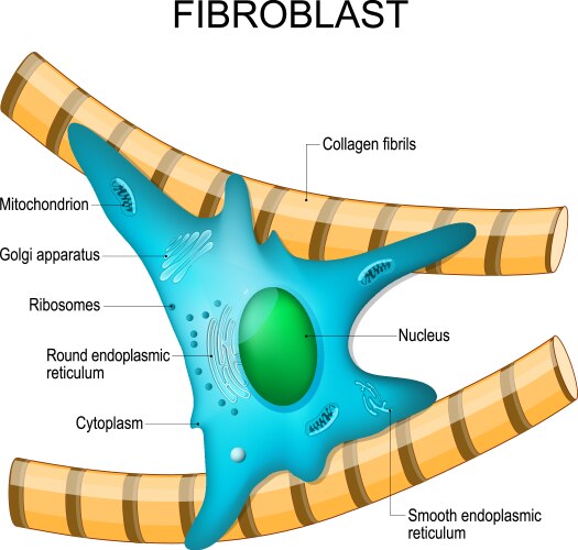 Fibroblast cell structure and anatomy Royalty Free Vector