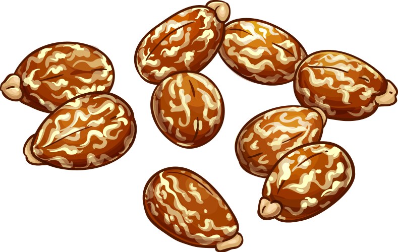 Castor Seed Vector Images (over 120)