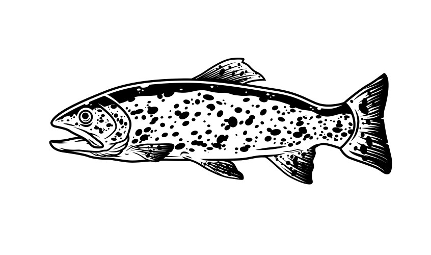 Trout Vector Images (over 13,000)