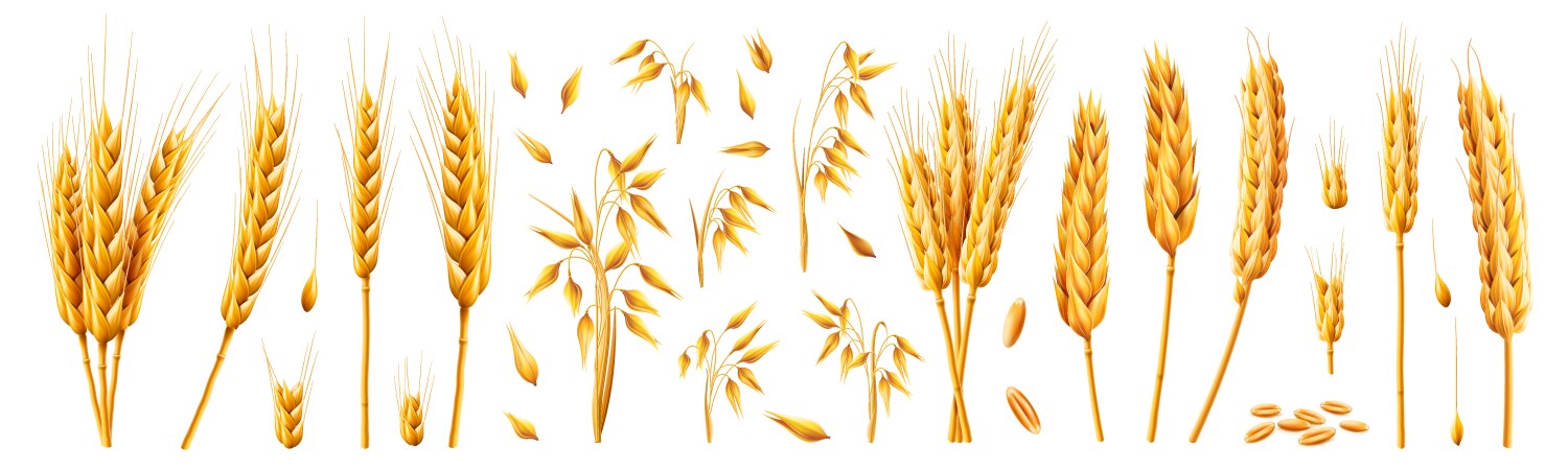 Field of wheat Royalty Free Vector Image - VectorStock