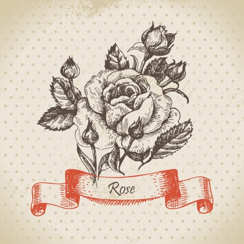 Rose with vintage background Royalty Free Vector Image