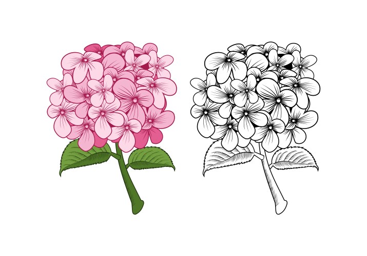 Hydrangea Vector Images (over 6,700)