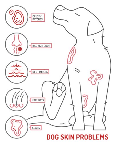 Dog skin problems infographic editable Royalty Free Vector