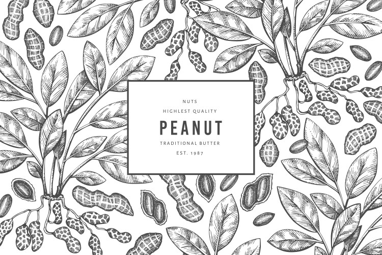 Peanuts groundnut hand drawn Royalty Free Vector Image