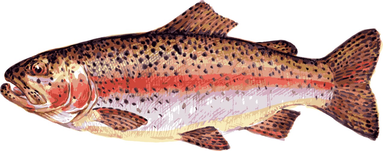 Trout Vector Images (over 13,000)